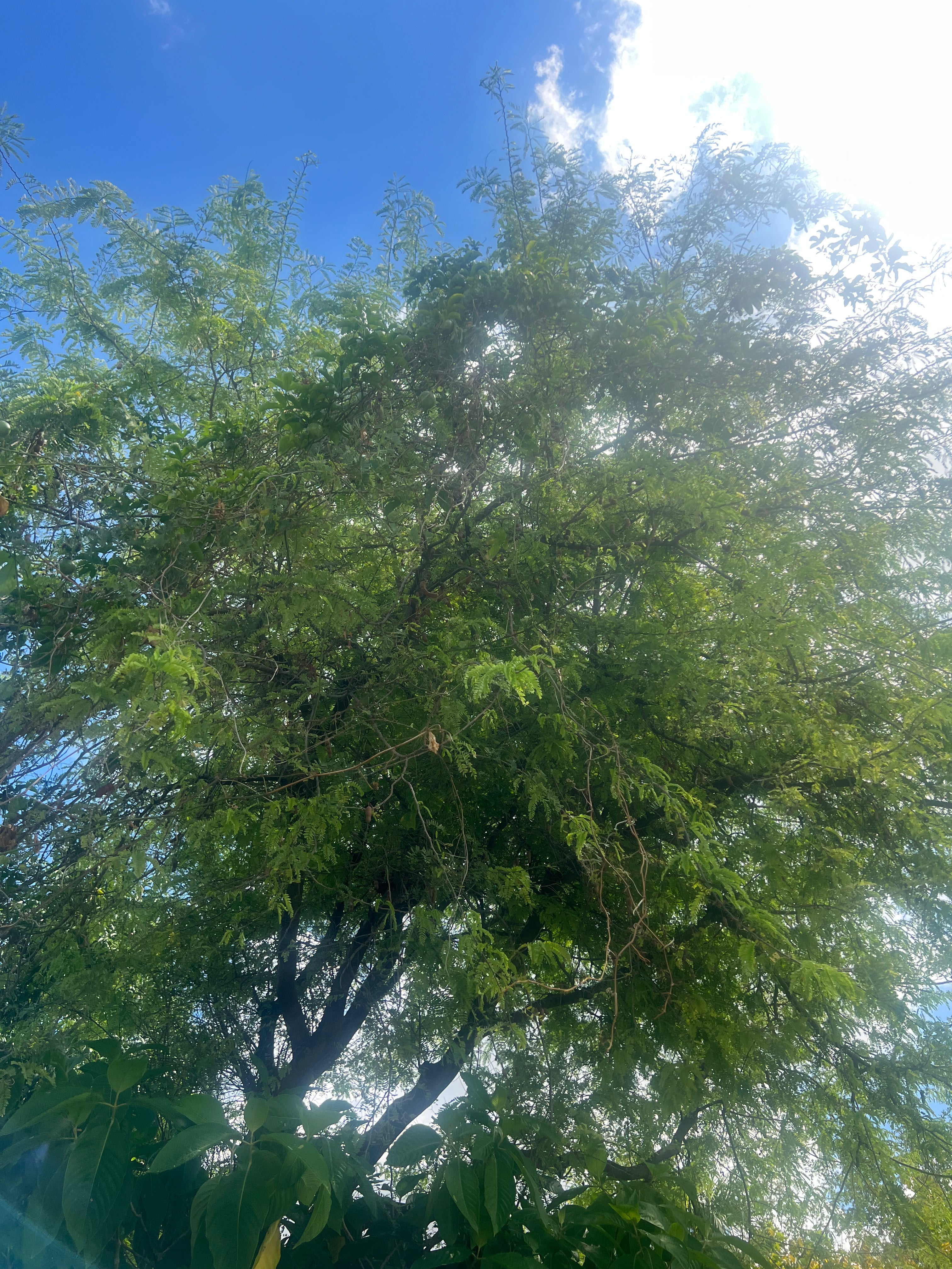 Ripkitty Premium Sweet Tamarind Seeds (Tamarindus Indica) | Tropical F ...